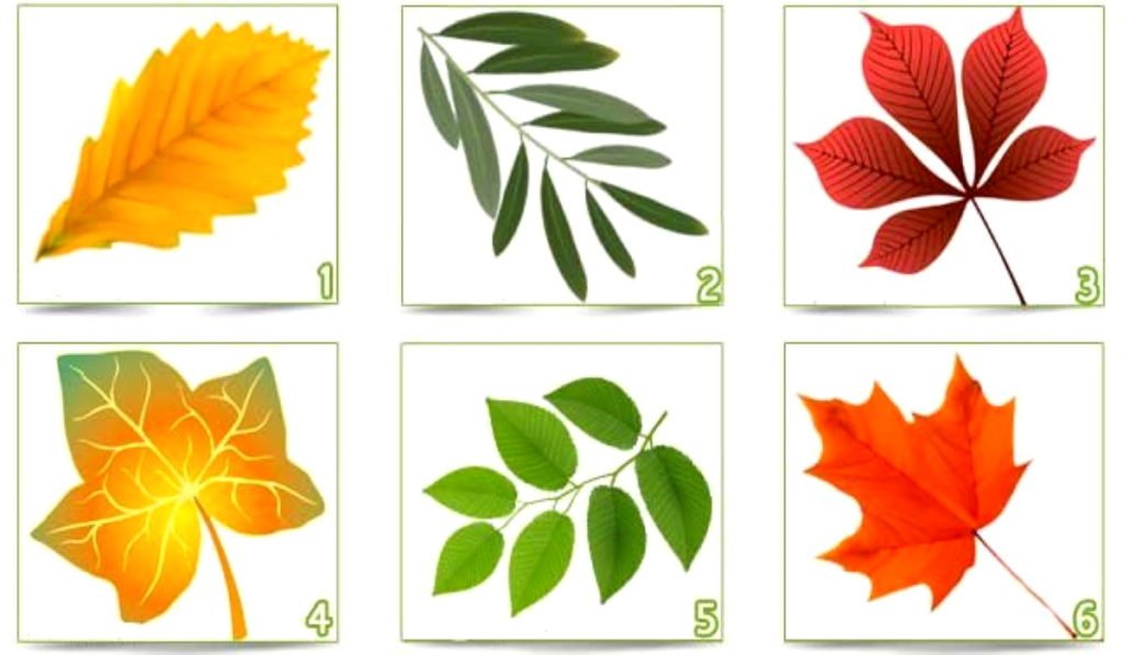 Discover Hidden Aspects of Your Personality by Choosing a Colored Leaf
