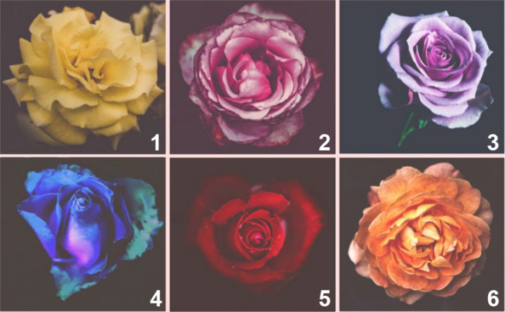 Choose the most beautiful rose and we will guess your character.